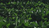 CEO of Landus Cooperative speaks out after 10-percent of workforce is ...