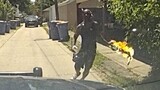 Police video shows man throw Molotov cocktail at cruiser, later shot ...