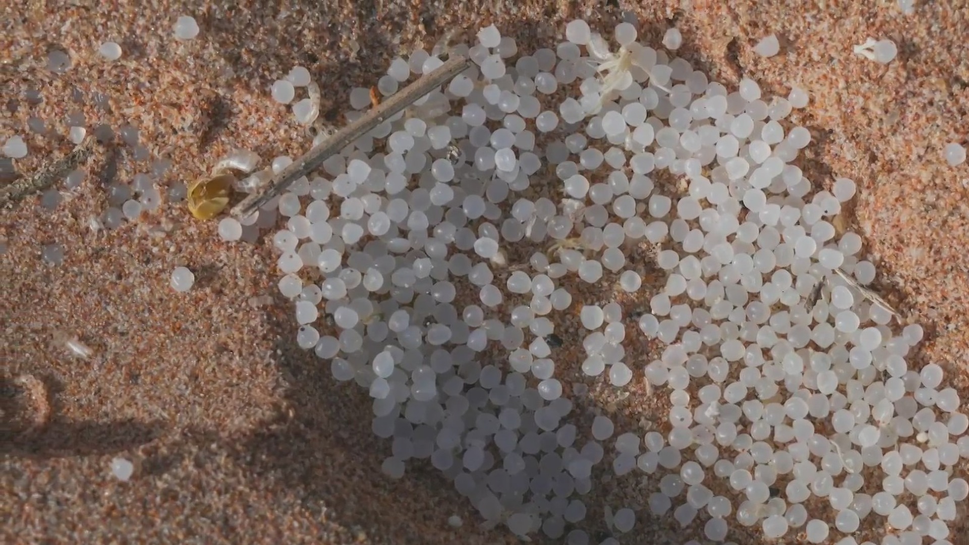 Weiss big play: Elijah Jasper 58-yard run – KXAN Austin