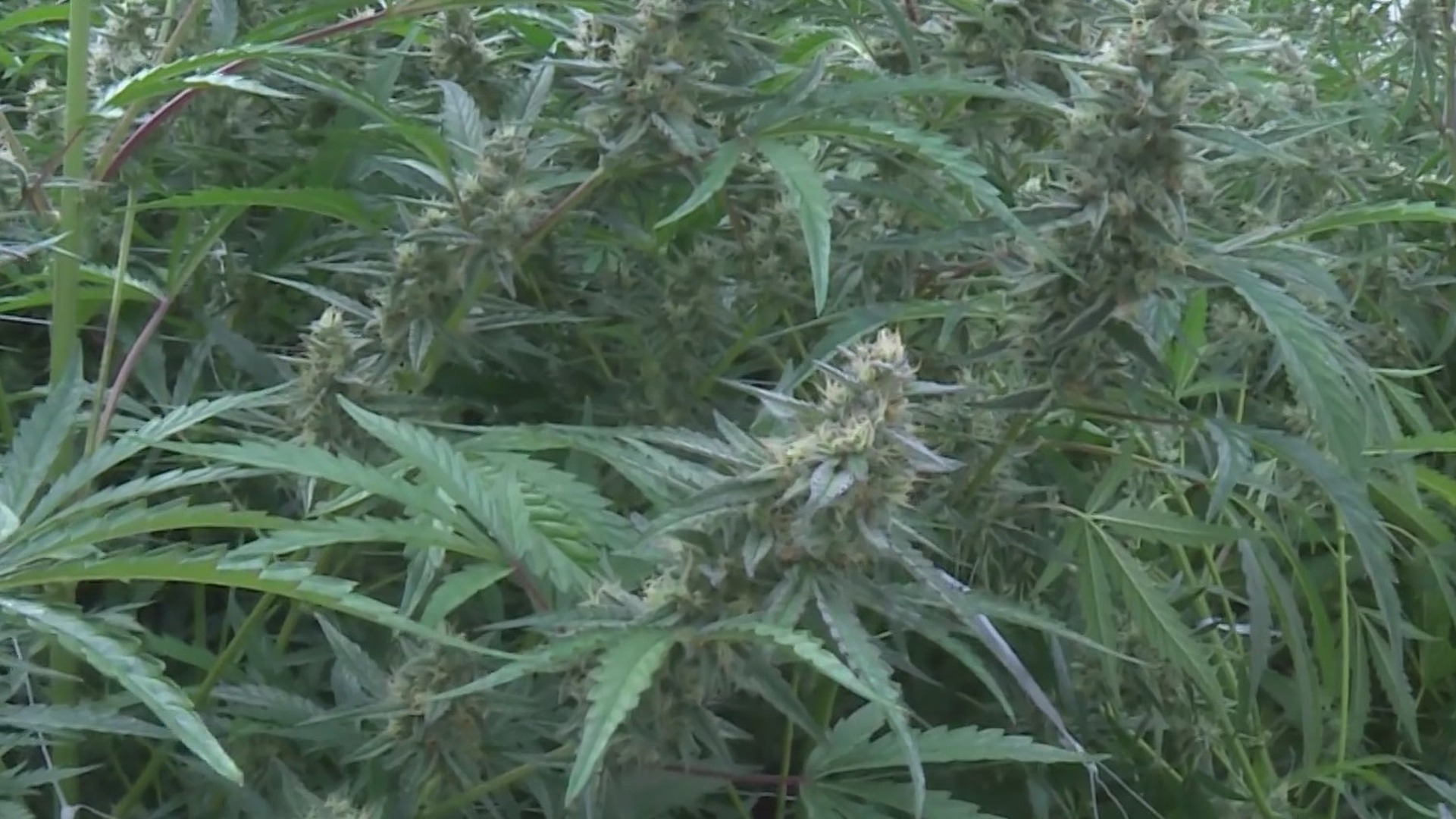 Explaining positive versus negative tilted troughs