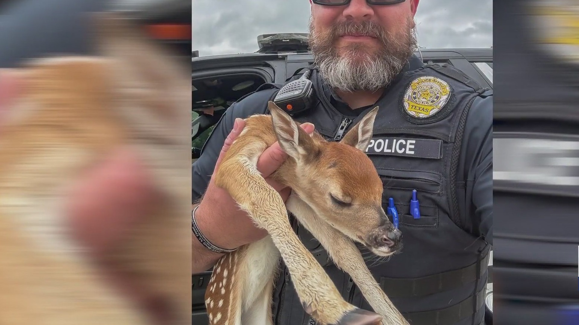 Round Rock officer reunites trapped fawn with mother in viral video ...