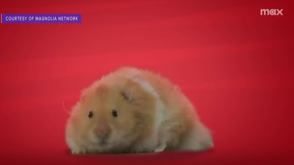 ‘Human Vs Hamster’ show will have you rooting against humanity: Host ...