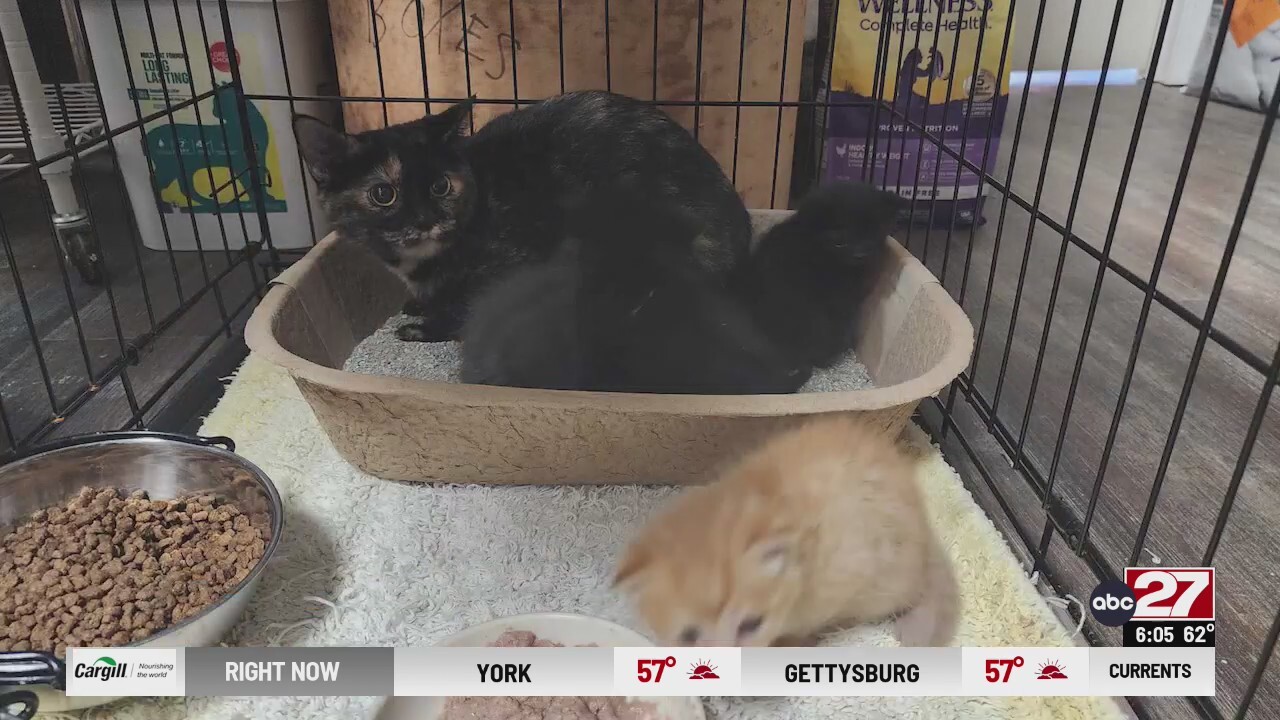 Cats abandoned inside taped shut box in Adams County – PAhomepage.com