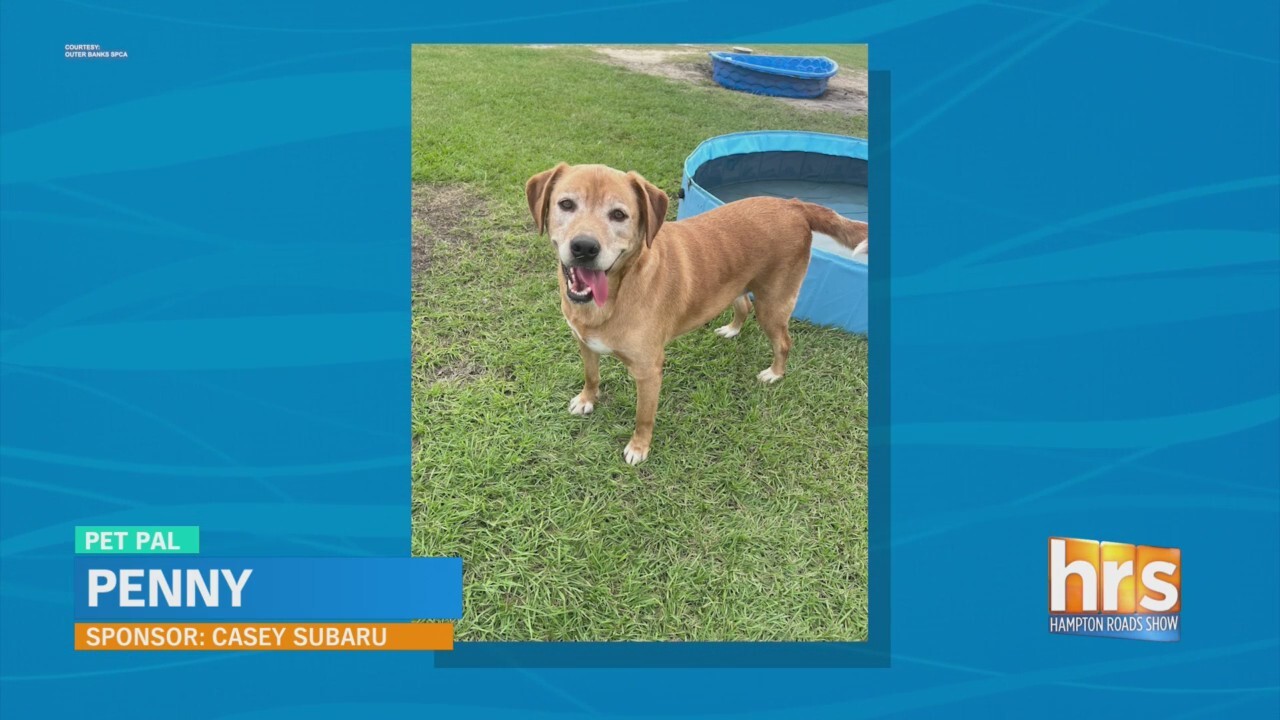 HRS: Meet Pet Pal Penny – WAVY.com