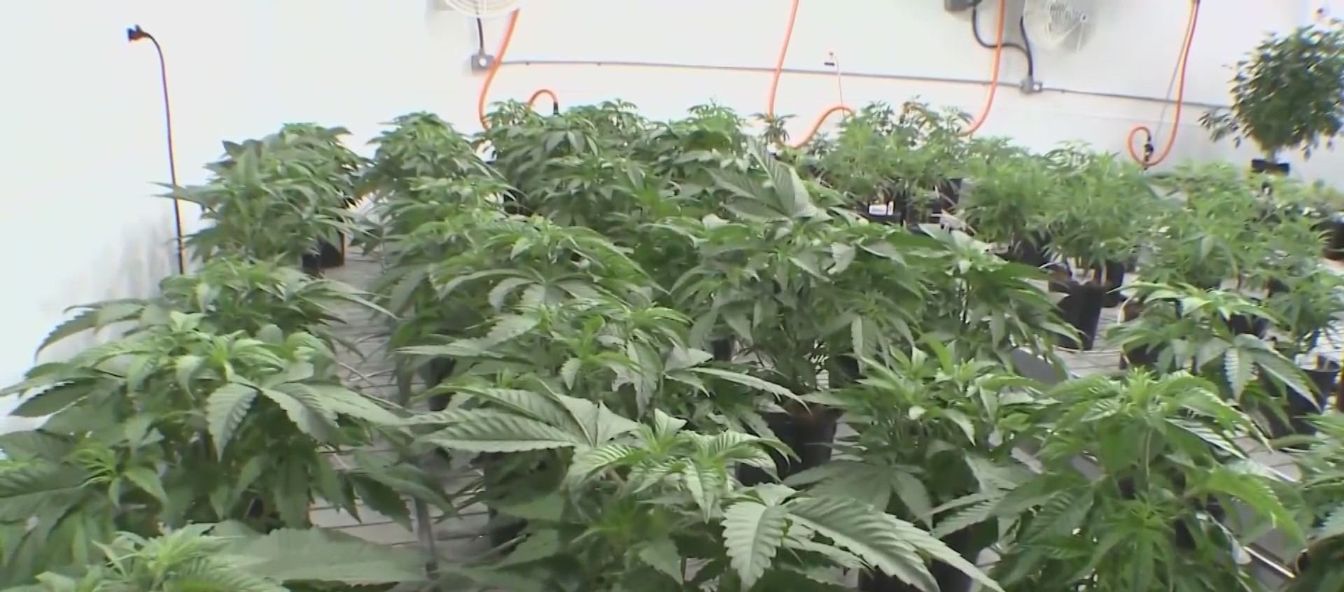 Texas Agriculture Commissioner backs Lt. Gov. Dan Patrick’s THC ban ...