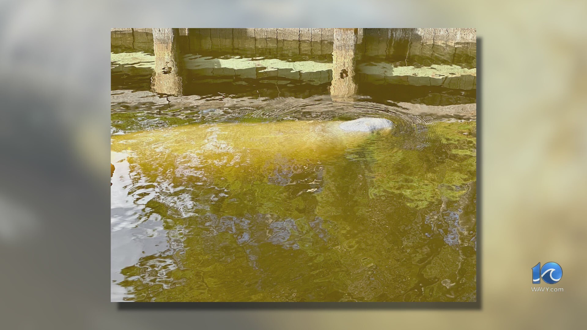 Injured manatee spotted in local waters is now in Florida – WAVY.com