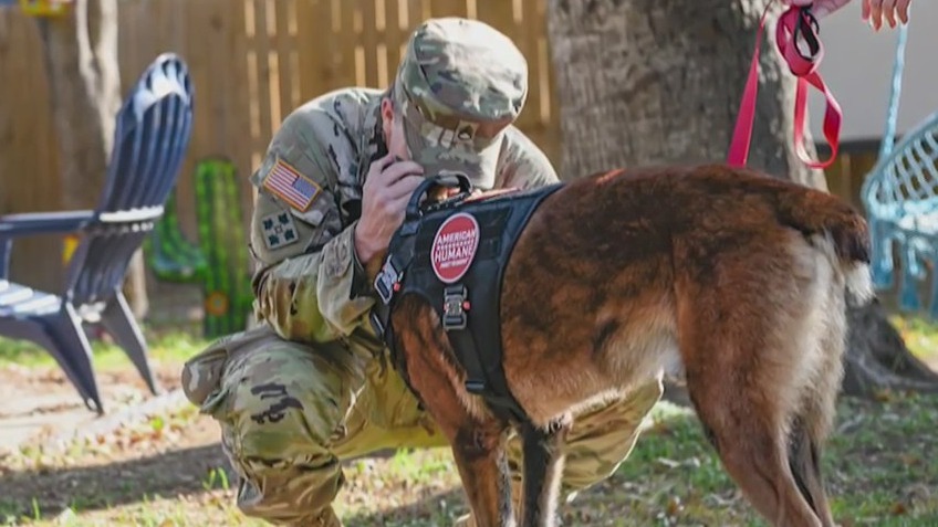 Military dog, handler reunited after being separated | NewsNation Now ...