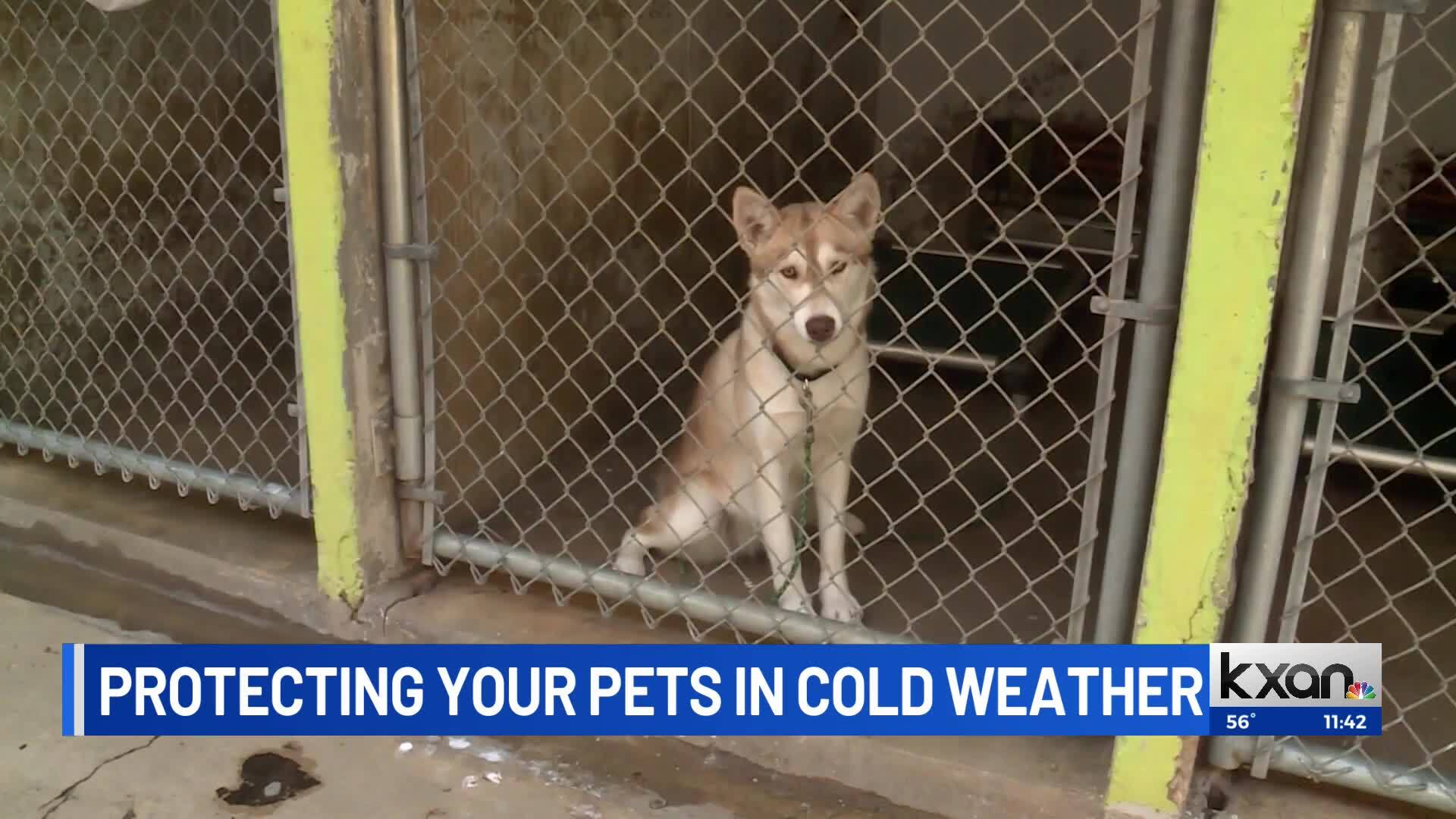 Keeping Your Pets Safe from the Cold – KXAN Austin